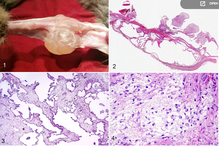 Elbow Masses in Older Cats? New Study Unravels Synovial Cyst–Myxoma Link