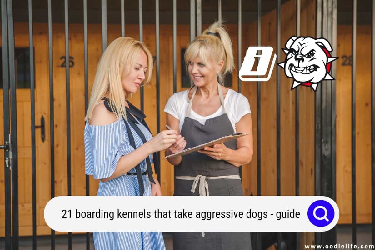 21 Boarding Kennels That Take Aggressive Dogs (2024 Guide)