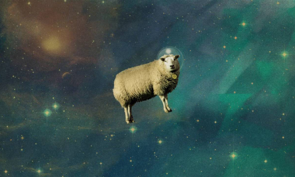 Welsh Space Agency to launch sheep into space