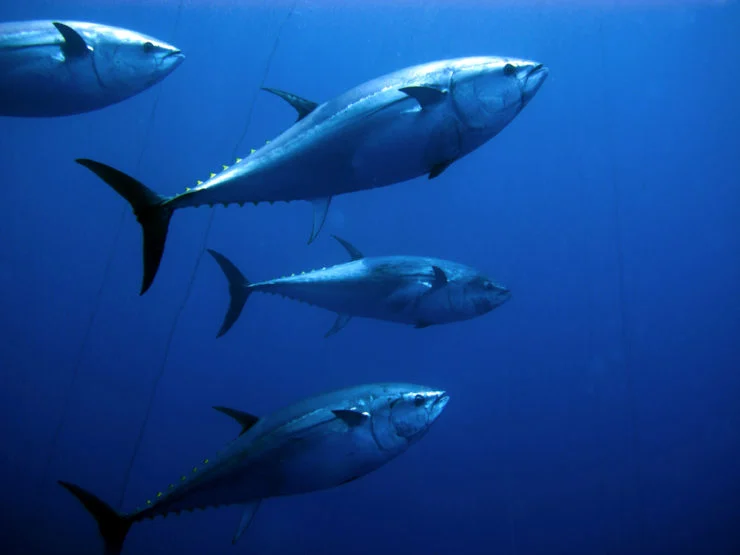 Enormous 300-Pound Bluefin Tuna Startles Locals in Cornwall
