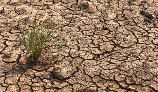 Wine production could be down 80% in Jumilla // Wine & Value: Push ...