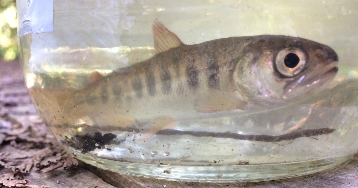 If the drought didn’t kill the salmon, humans might