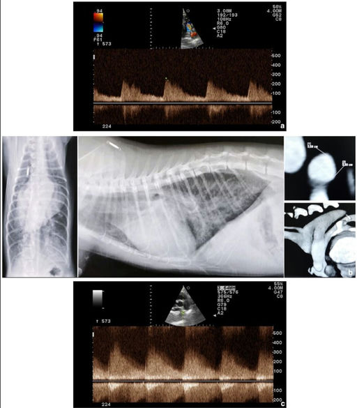 Unexpected Surgical Complication in Cats: When PDA Closure Accidentally ...