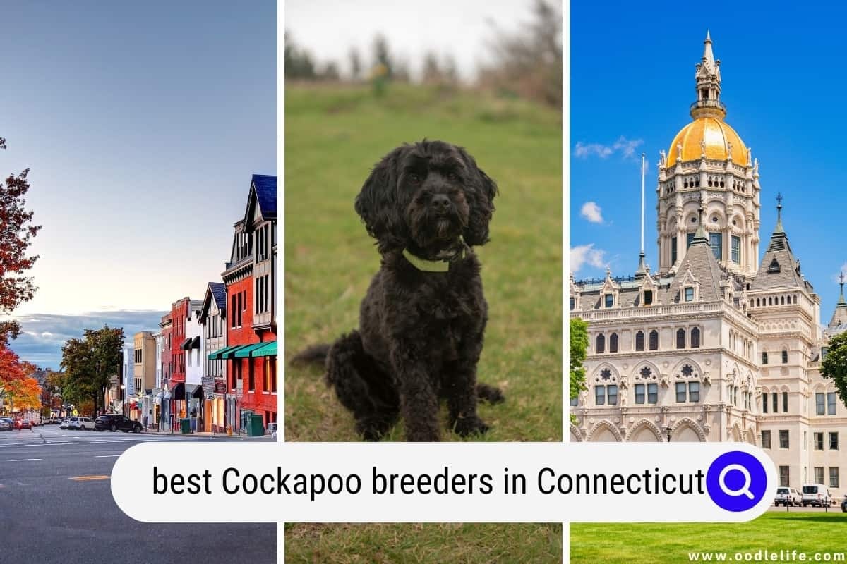 Best Cockapoo Breeders in Connecticut (Updated 2024)