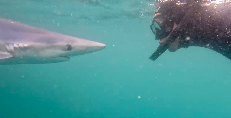 Devon Events: Swim With Blue Sharks & English Riviera Walking Festival