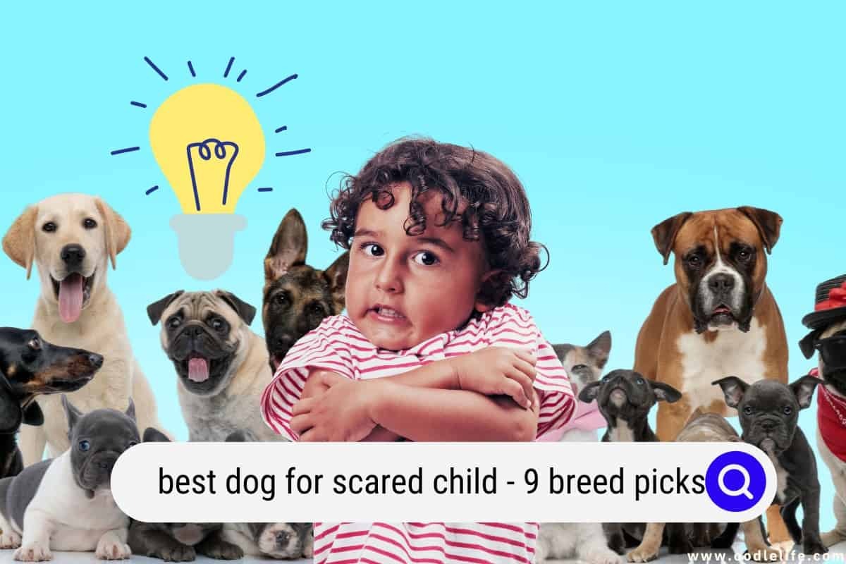 The Best Dog for A Scared Child (9 Breed Picks + Photos)