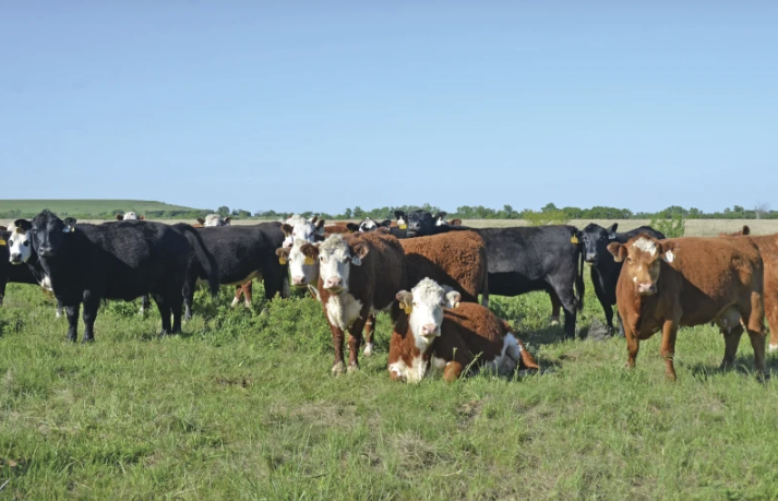 💲Turning Open Cattle into Assets