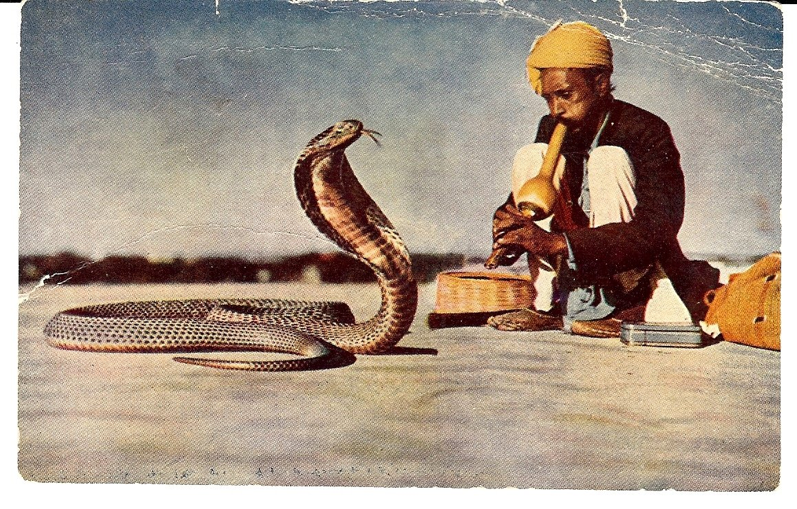 A Crazy Phenomenon: The Cobra Effect