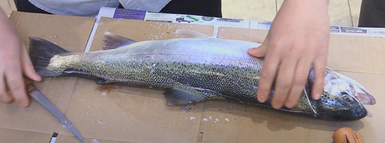 Step-by-Step: How to Fillet a Trout in Minutes