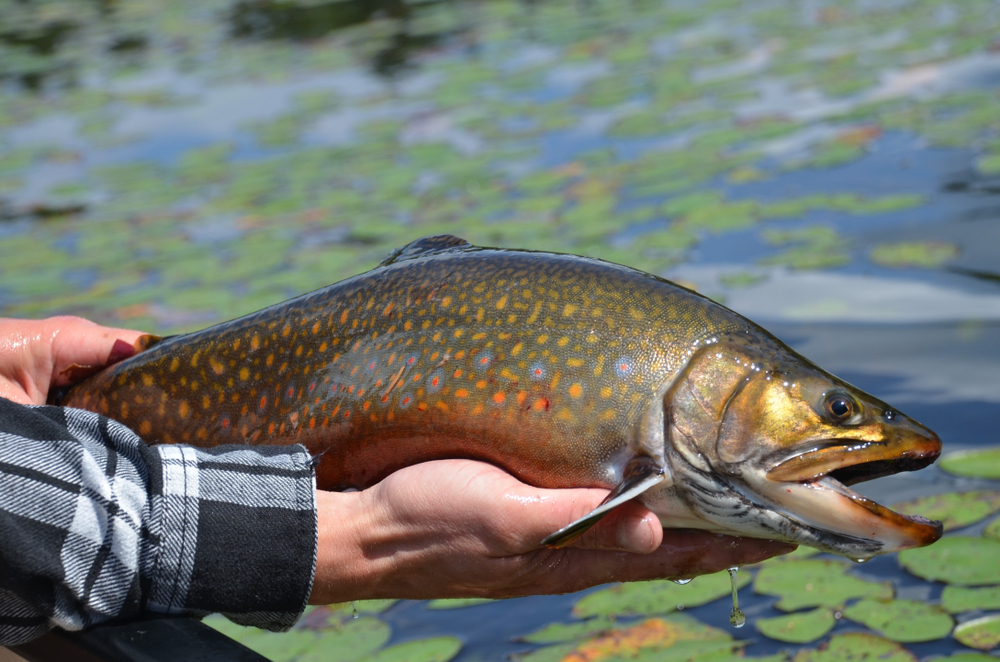 The Ultimate Brook Trout Guide Every Angler Must Read