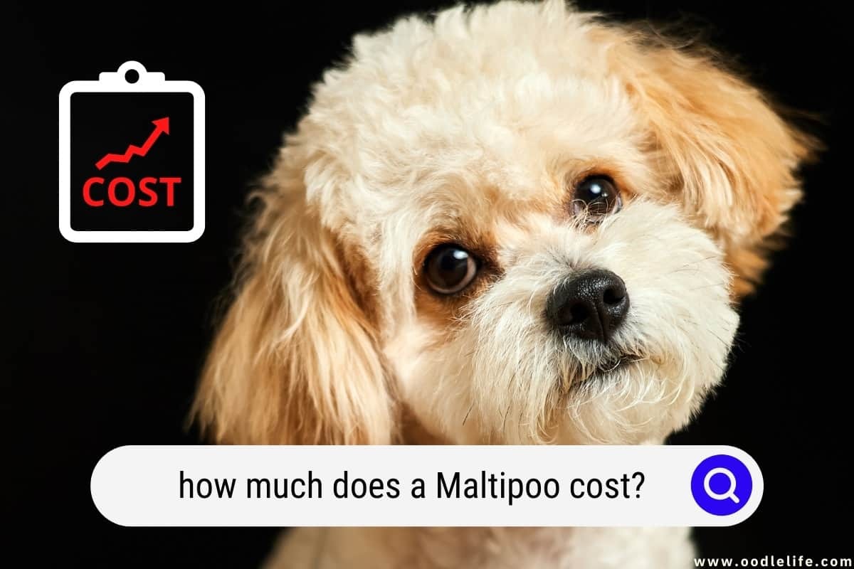 How Much Does A Maltipoo Cost? (2024 Maltipoo Prices)