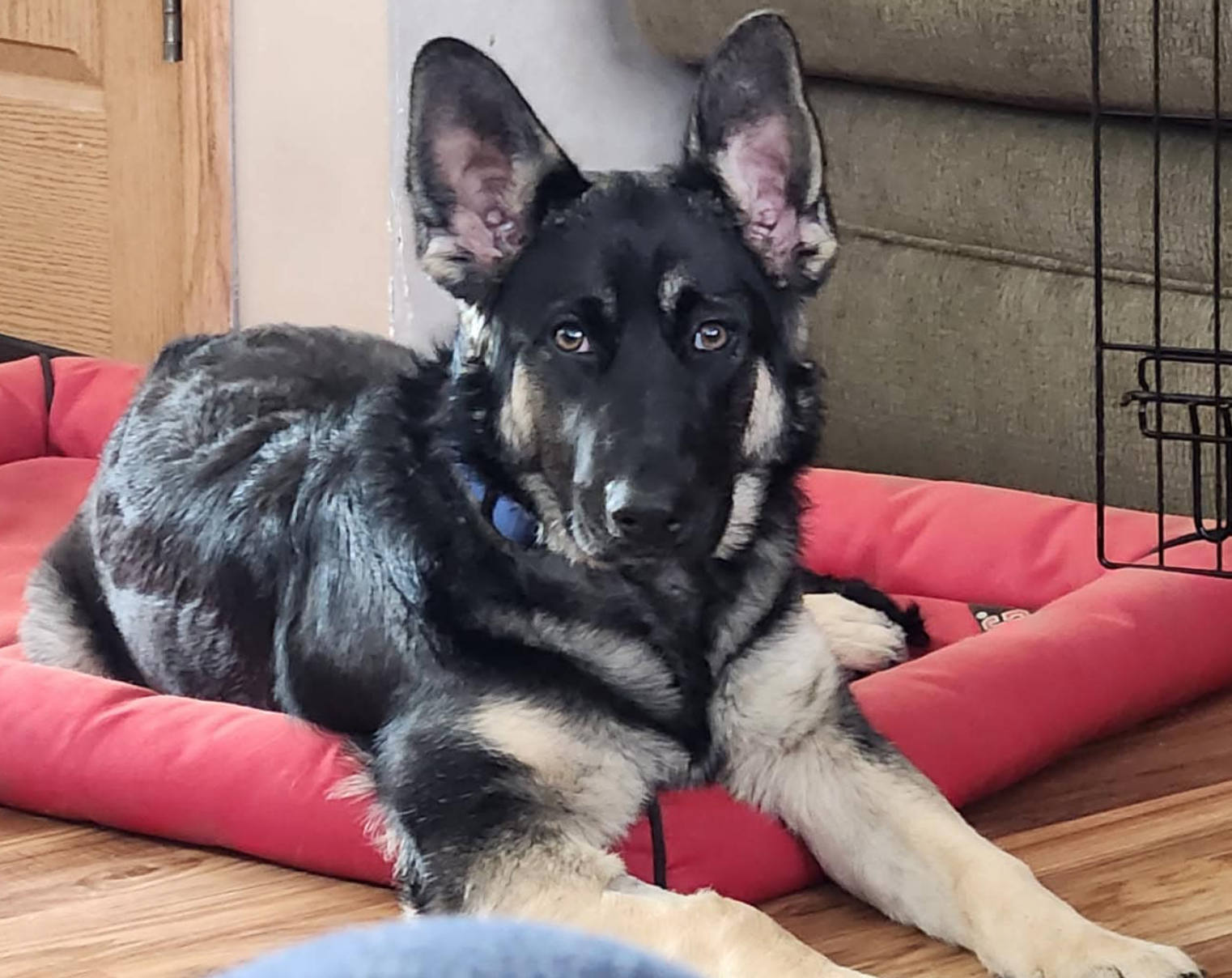 🐶 ️🐶 Dog Teeth Chatter Mystery: Decoding Canine Licking Quirks 🐶 ️🐶