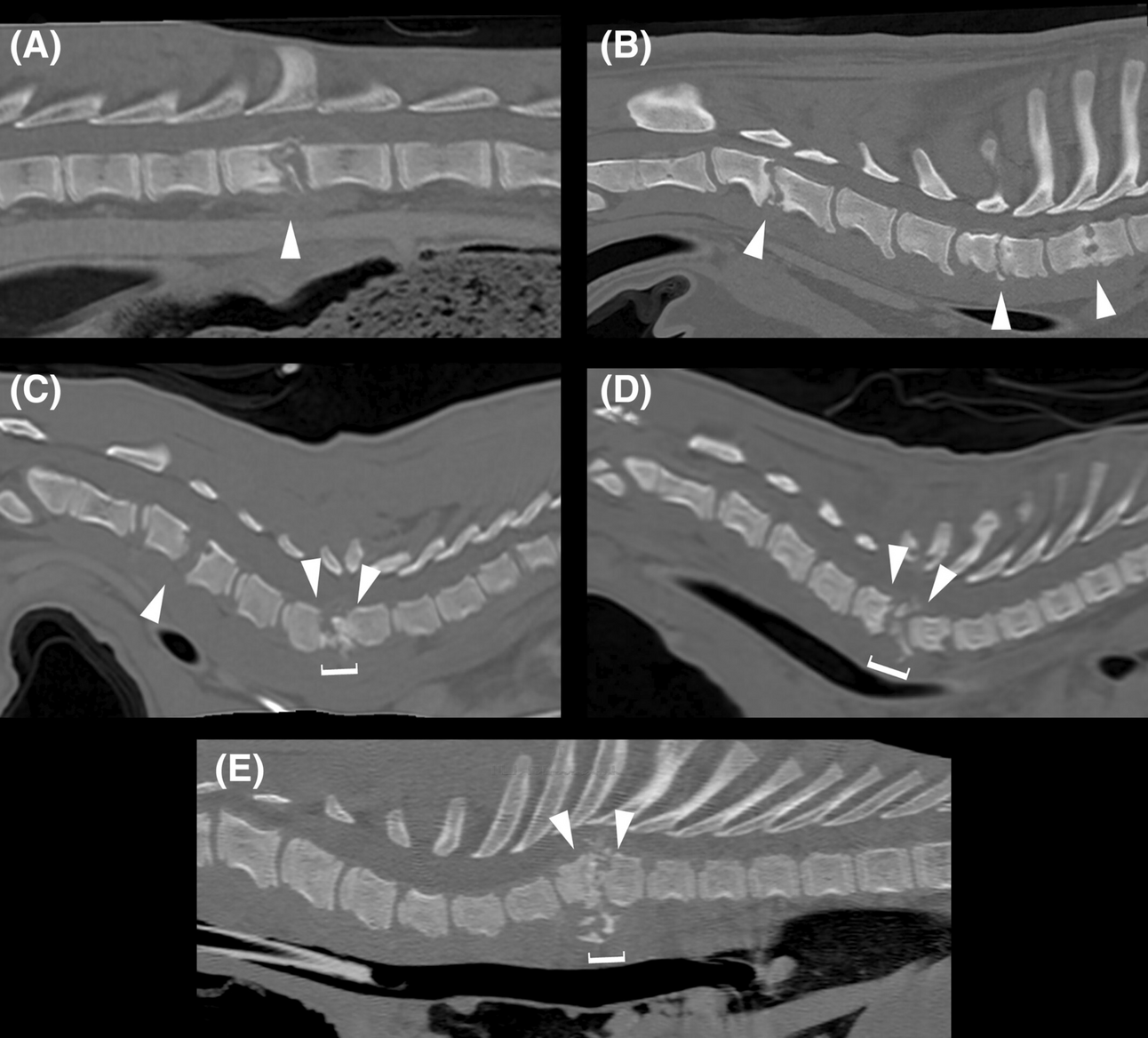 Findings and outcomes of goats with discospondylitis