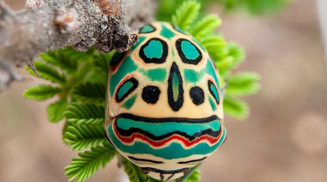 The Picasso Bug and Its Colorful Patterns
