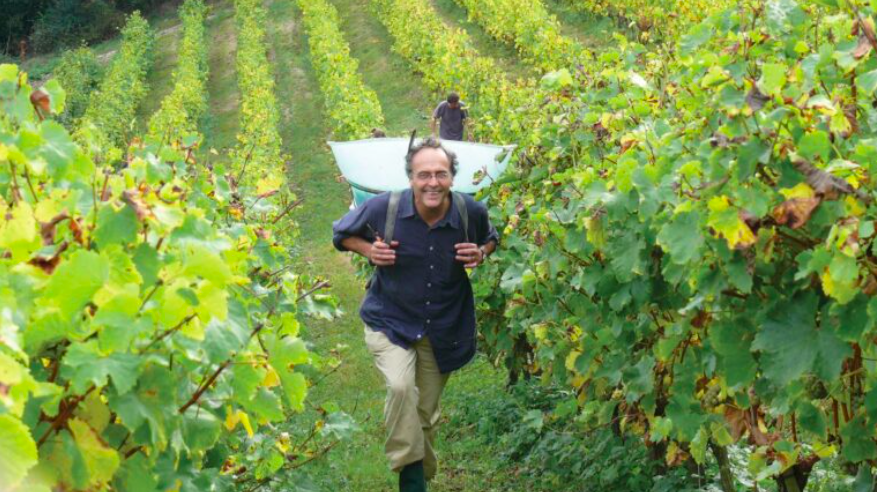 The Making of a Biodynamic Winemaking Icon // Study finds Cabernet ...