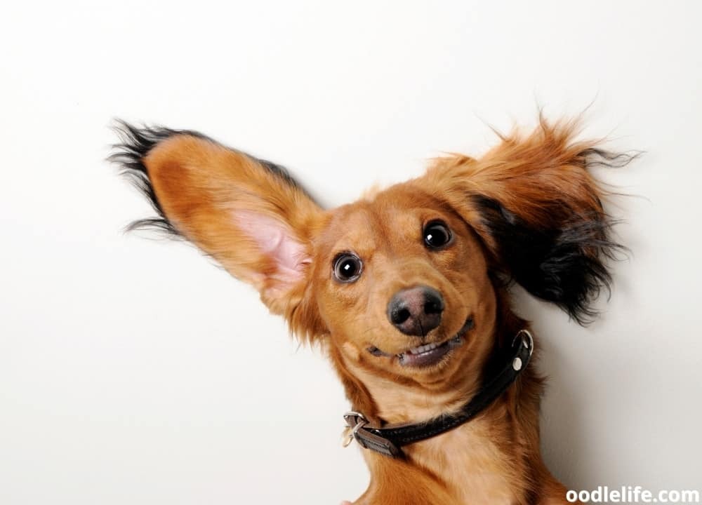 Dog Ear Position Meaning (Dog Ear Positions Chart) + Photos