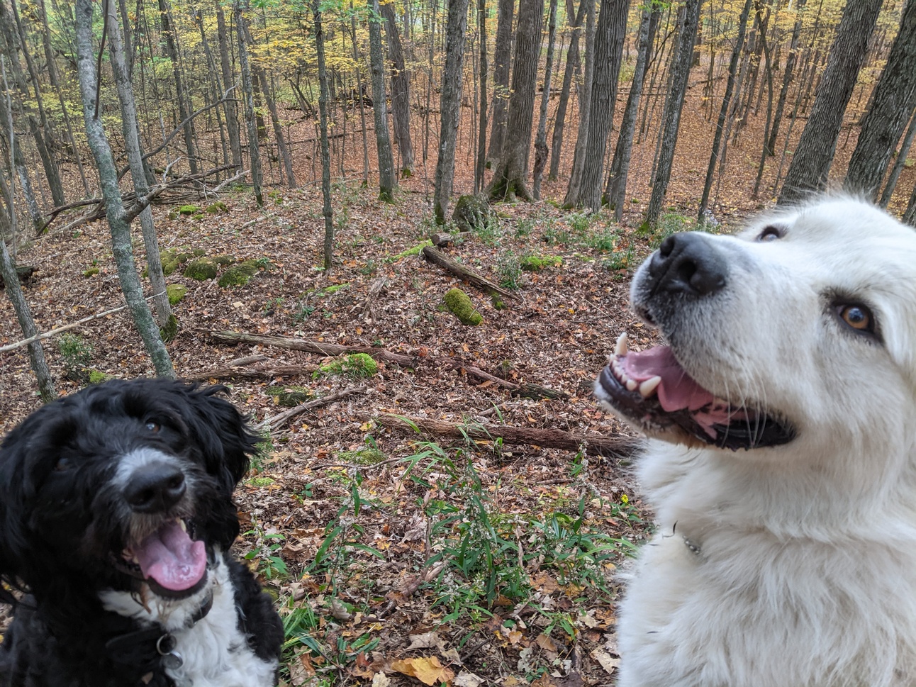 Squirrel Symphony: The Adventures of Harriet and Leon