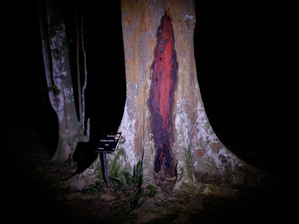 The fate of the brazilwood tree in the endangered Atlantic Forest