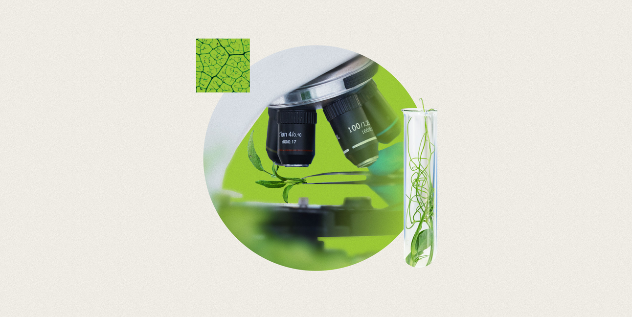 Plant cell culturing: the farming of the future?