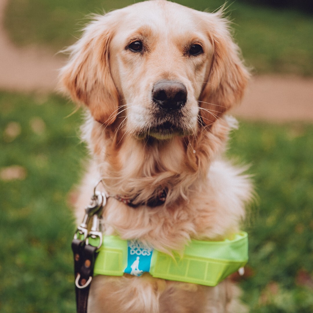 Happy International Guide Dog Day!