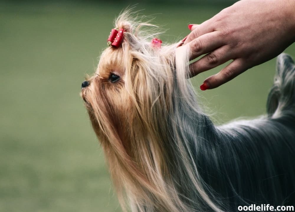 Are Yorkies Hypoallergenic? (Allergy and Yorkshire Terrier Guide)
