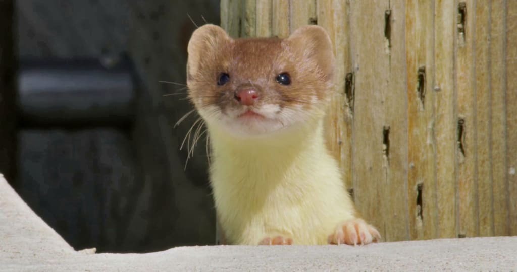 12 Fun Facts About Weasels You Probably Did Not Know
