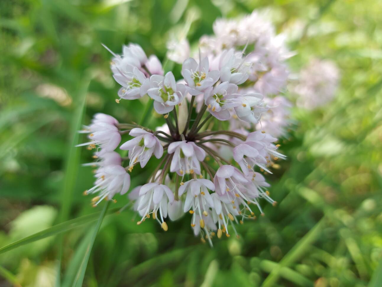 Wild Onions