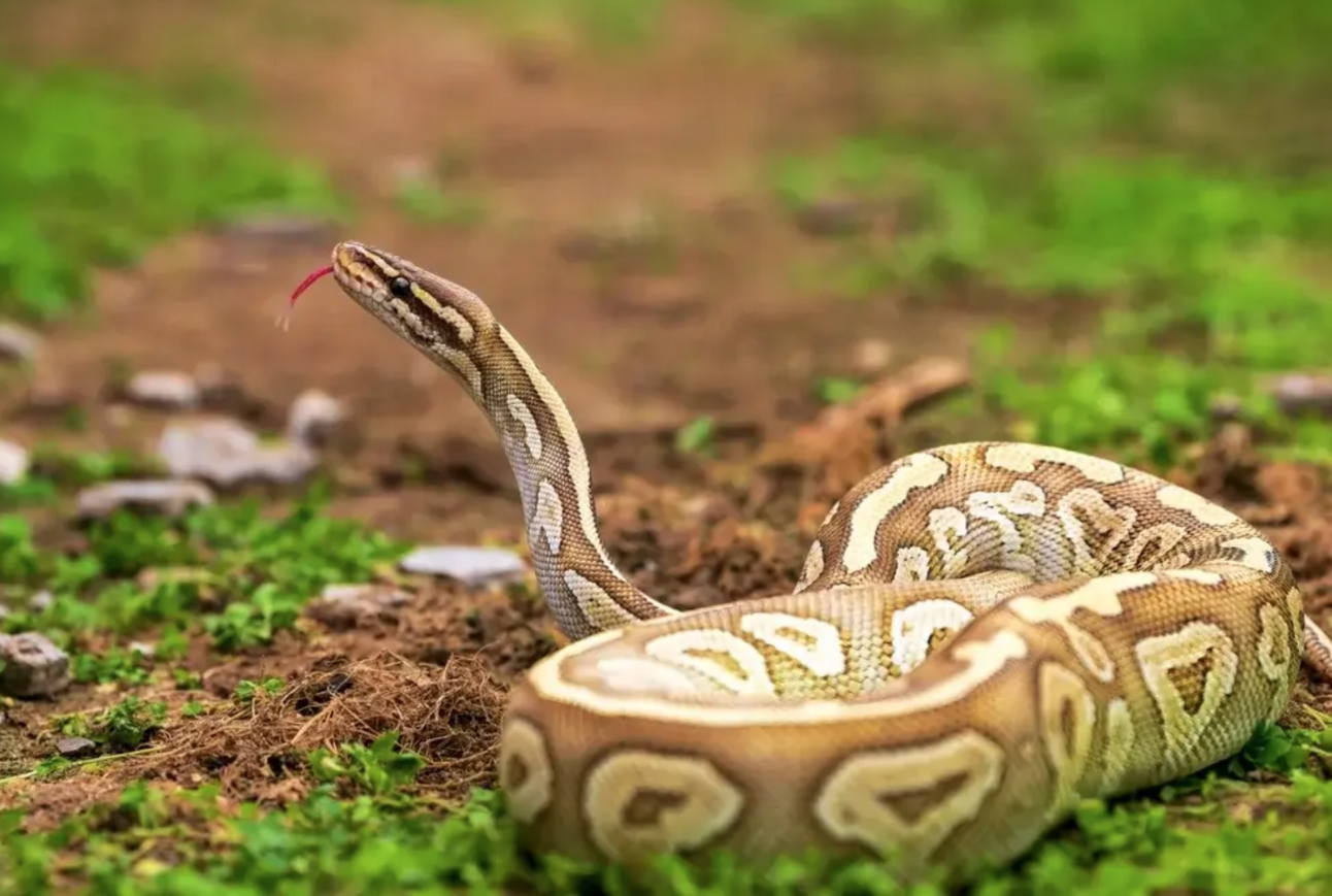 Would you eat a snake steak?