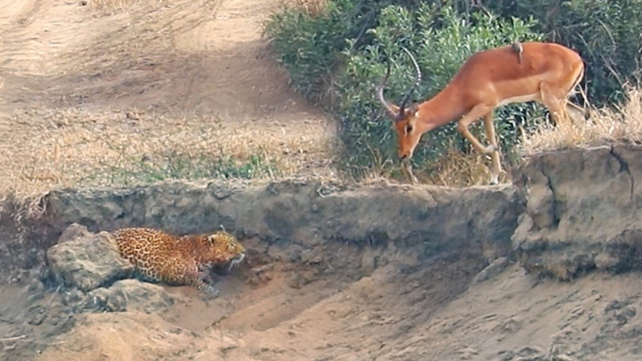 Leopard Hides and Waits for Impalas to Step On It