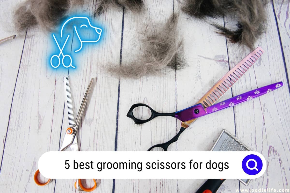 5 Best Grooming Scissors for Dogs (2024)