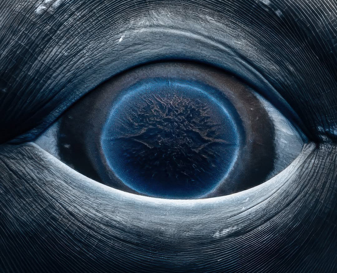 Mind Blowing Images of a Humpback Whale’s Eye