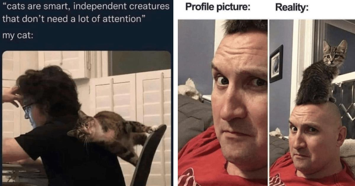 Meowtastic Medley Of Magnificent Memes 😹