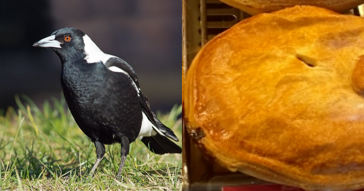 September Newsletter #3: 🔵 Meat pies, magpies