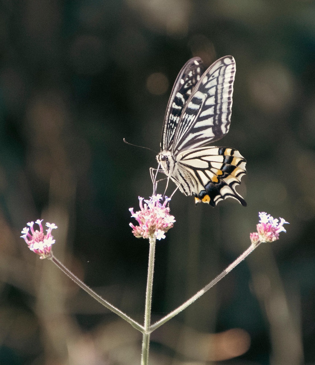 Butterfly Hovering Mechanics Could Inspire Stealthy Micro-Aerial Vehicles