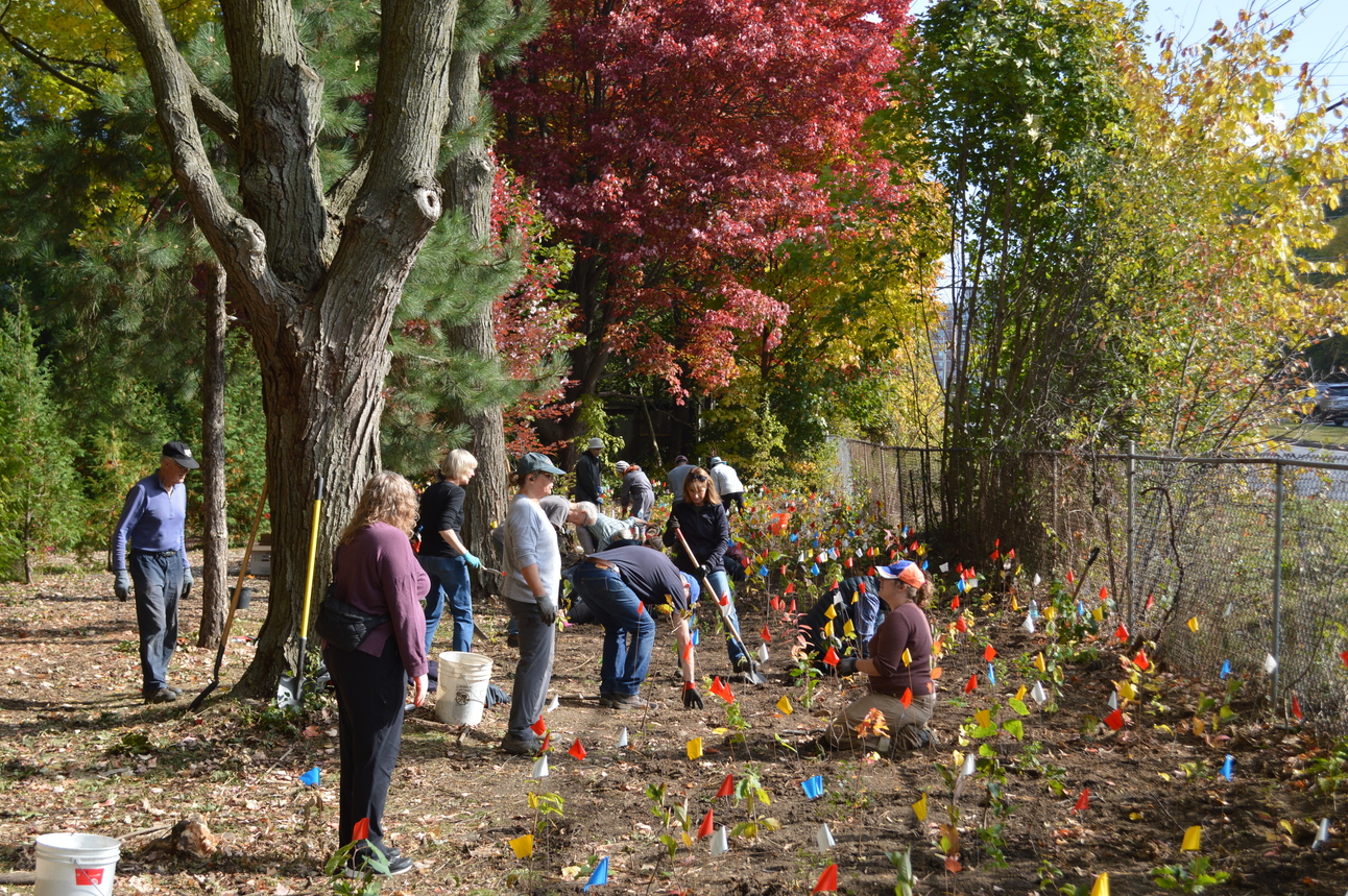 Our 2024 Little Forest planting recap!