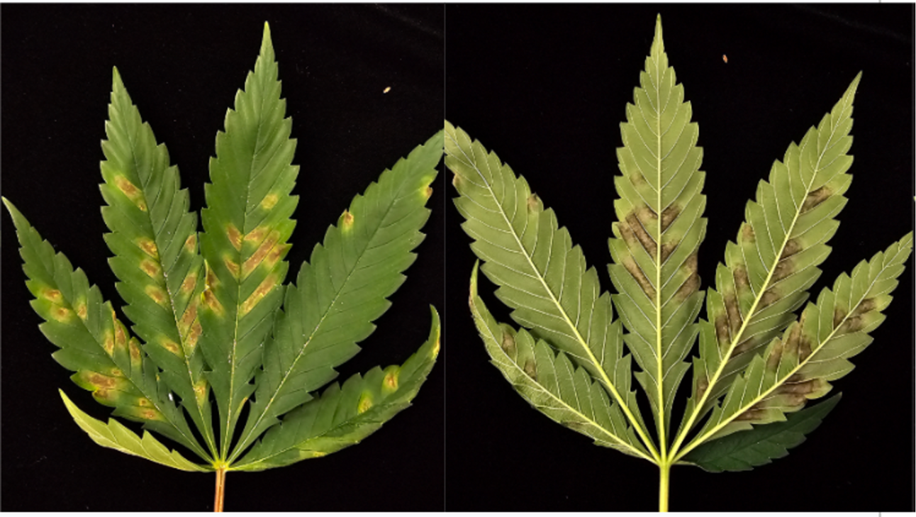 Robigalia Roundup XXXI