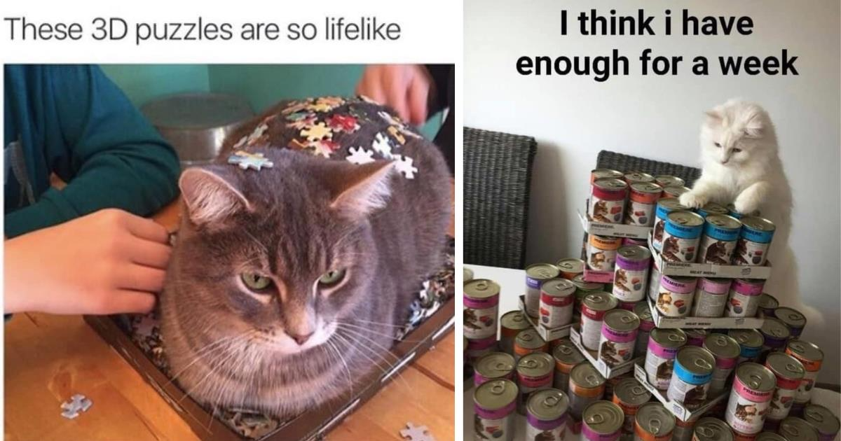 30 Furtastically Fabulous Feline Memes To Jumpstart Your Work Week