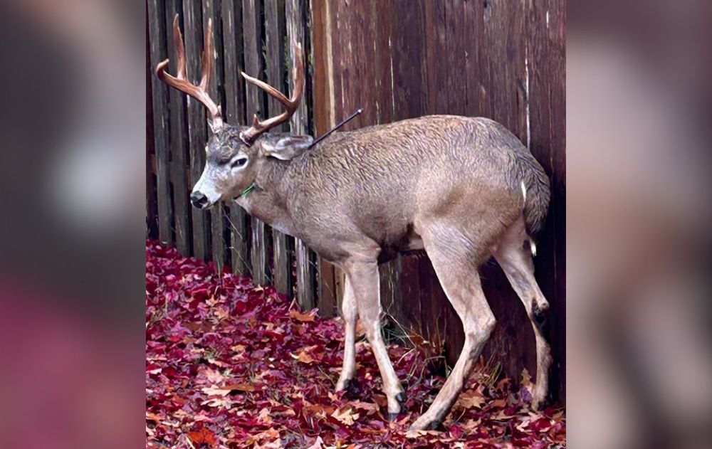Reward Increased to $2,000 for Information in Oregon Crossbow Poaching ...