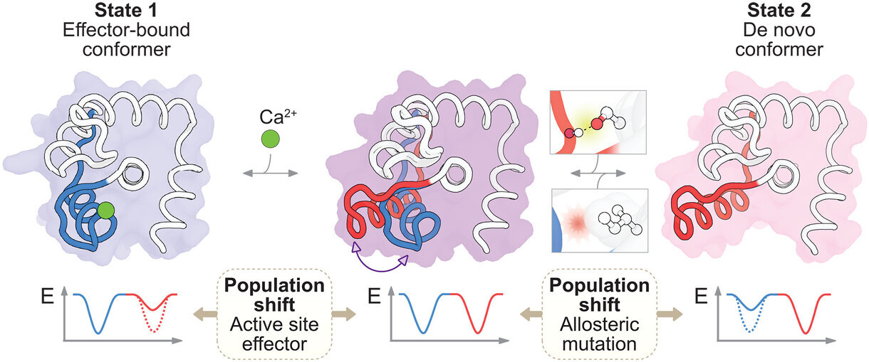 AI Protein Switches: Designing Dynamic Multistate Molecular Machines