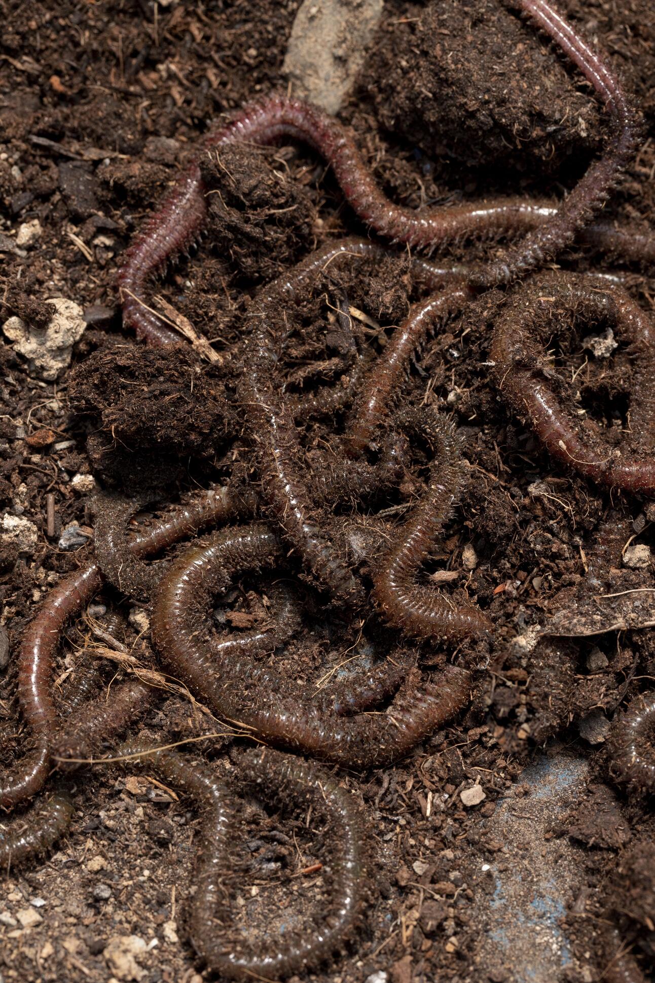 Worms in Chernobyl Show Remarkable Resilience to Radiation