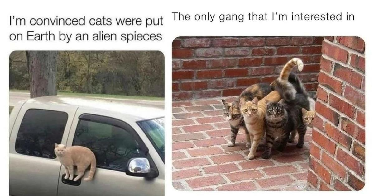 Cool Cat Memes To Awaken Your Internal Facetious Feline 😹