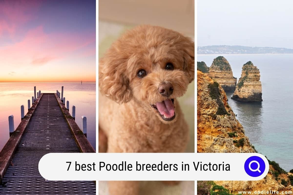 7 Best Poodle Breeders in Victoria (Melbourne and More) 2024