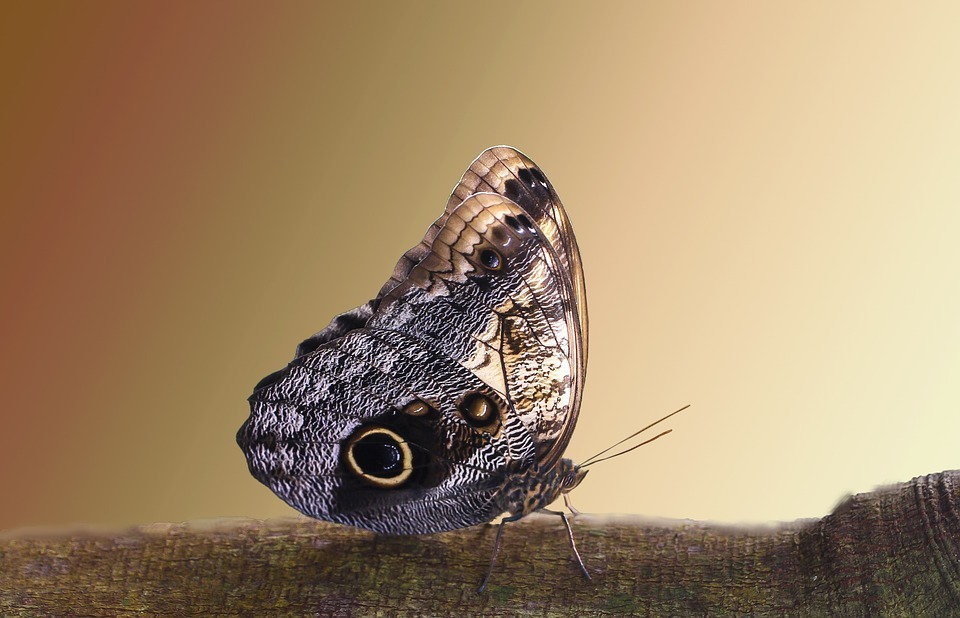 Unlocking Details: The Best Macro Photography Lenses for Stunning Close-Ups