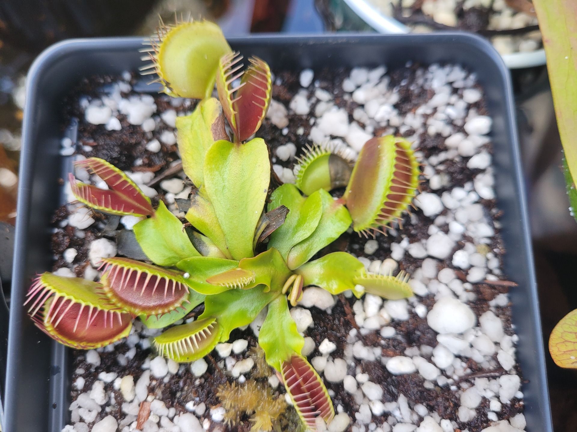 ADVANCED VENUS FLYTRAP GUIDE