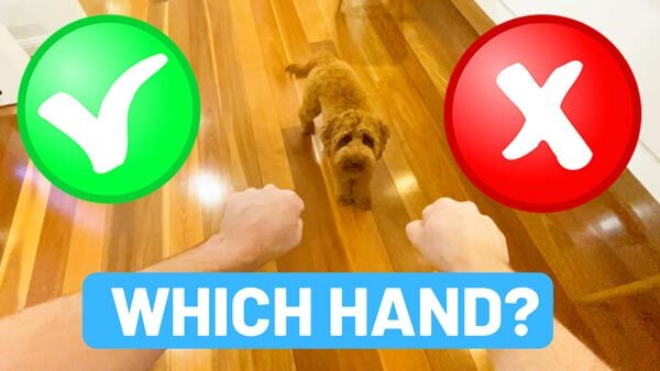 Which Hand Game – The Easiest Fun Scent Game To Teach A Puppy