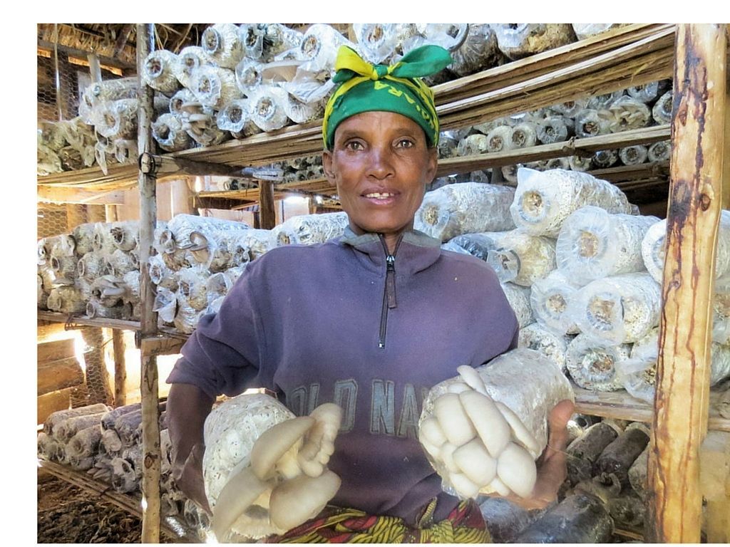 A Beginner’s Guide to Mushroom Farming: From Planning to Profit Post