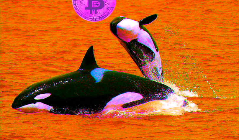 Two Bitcoin Whales Just Moved 31,099 BTC Worth $492 Million