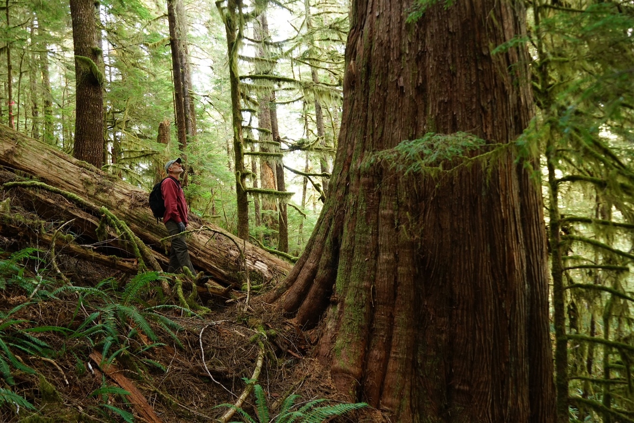 Discovery of another ancient giant on the Westshore