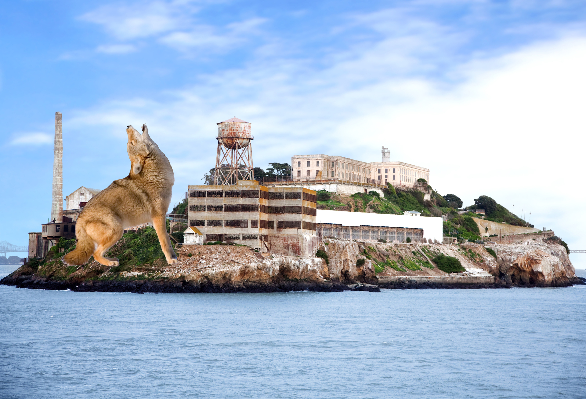 San Francisco Coyote Swims To Alcatraz