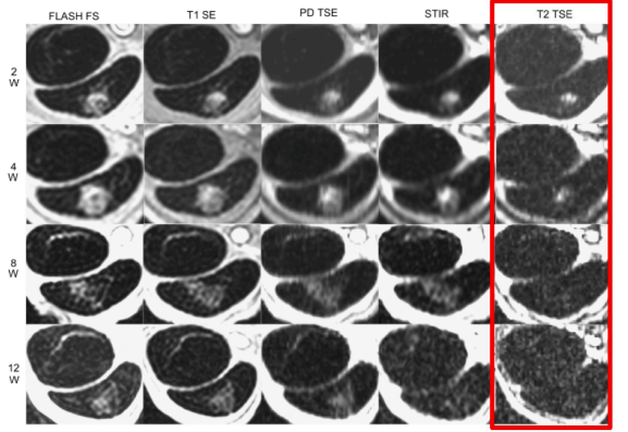 New Insights in Diagnosing and Treating Equine SDFT Injuries—What You ...